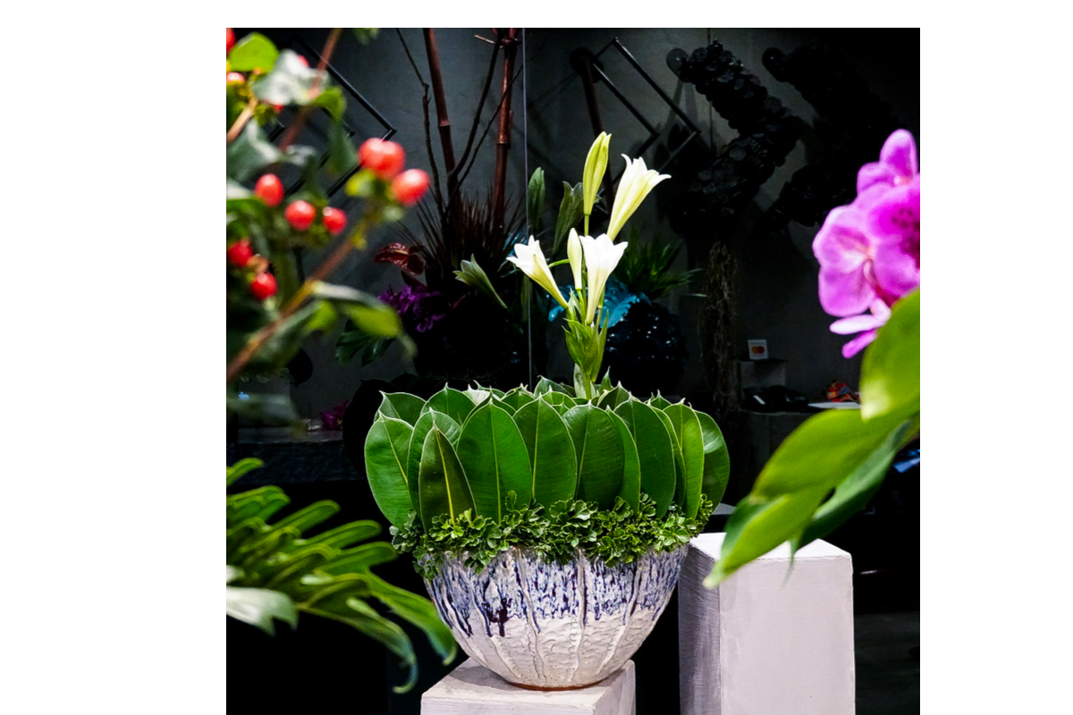 Heliconia Gallery | BKKDW2021