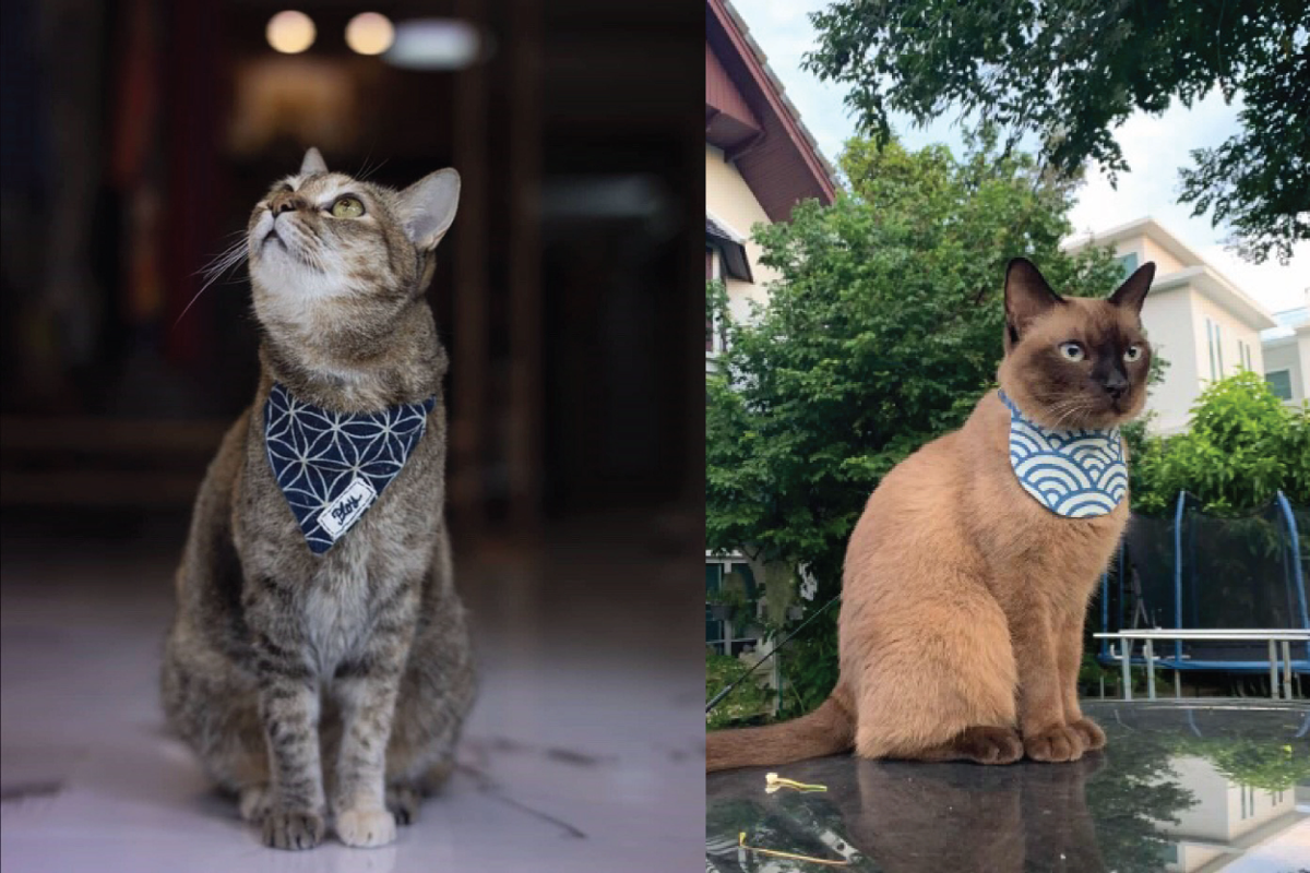 Ani studio | CMDW2023