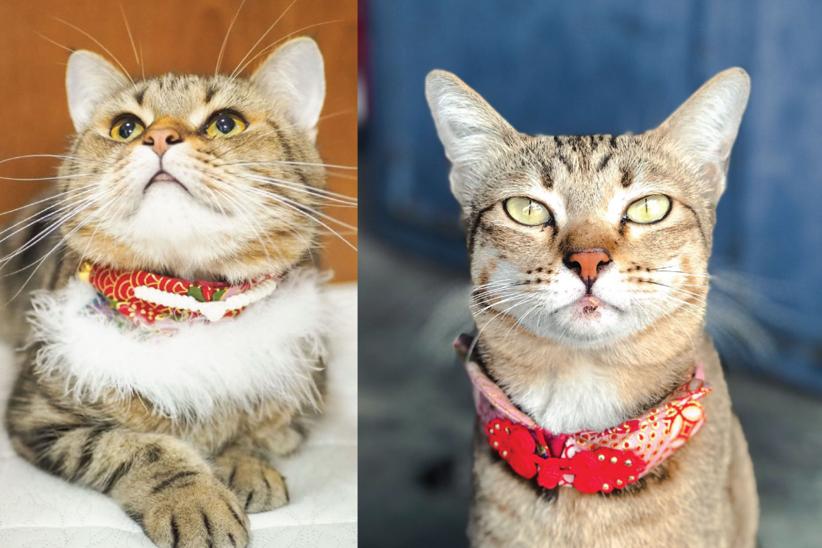 Ani studio | CMDW2023