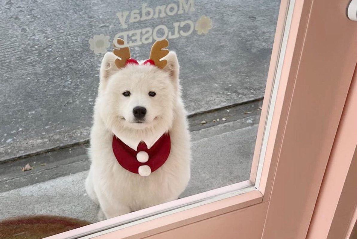 Ani studio | CMDW2023